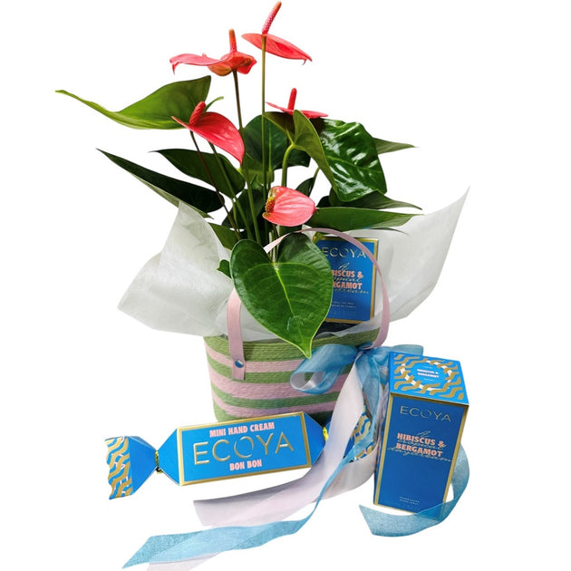 Pink Anthurium Gift Bag – Mayflower-Studio-Florist