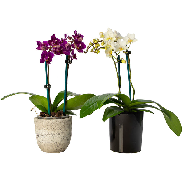 Mini Phalaenopsis Orchid from Mayflower Studio Florist in Marlborough ...