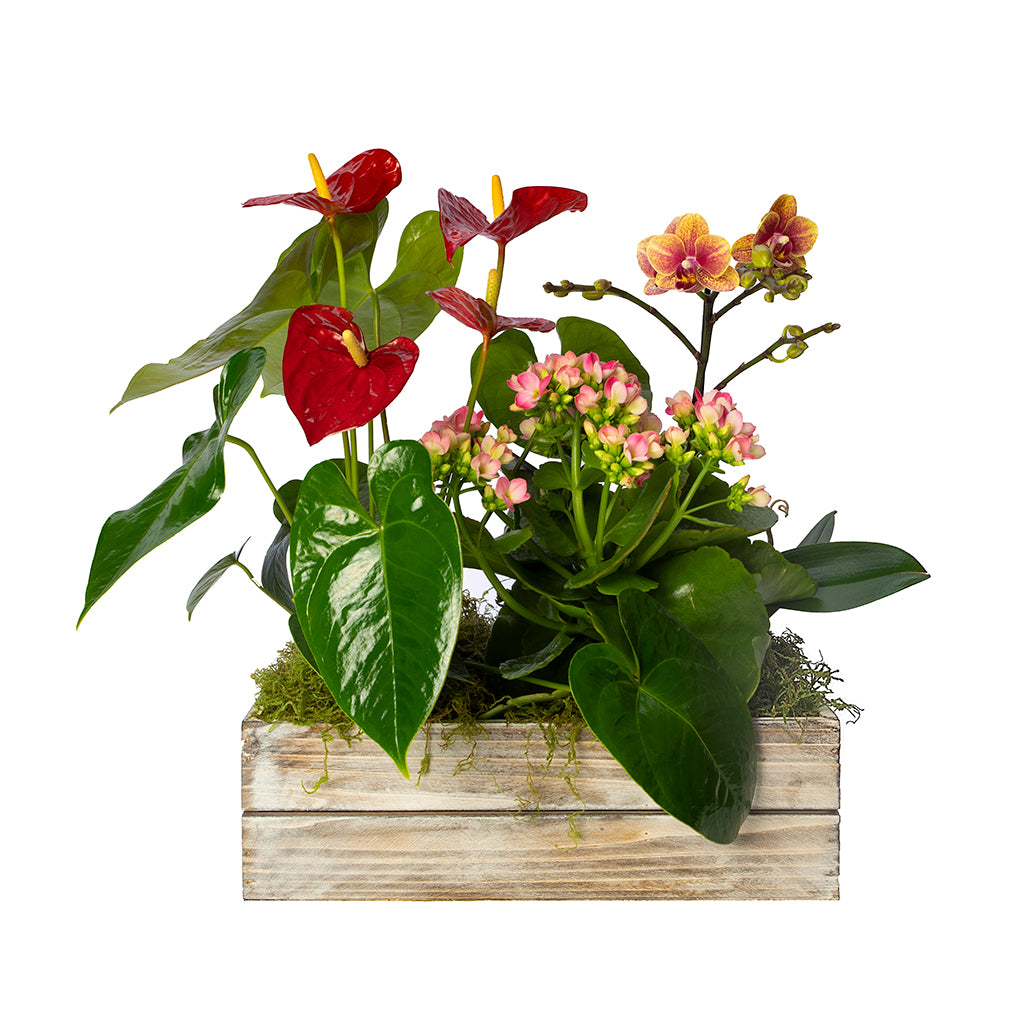 Plants – Mayflower-Studio-Florist