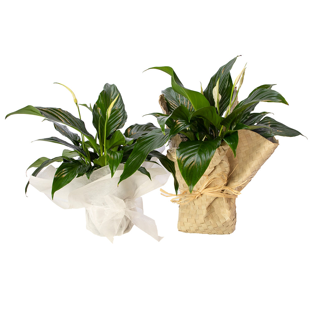Plants – Mayflower-Studio-Florist