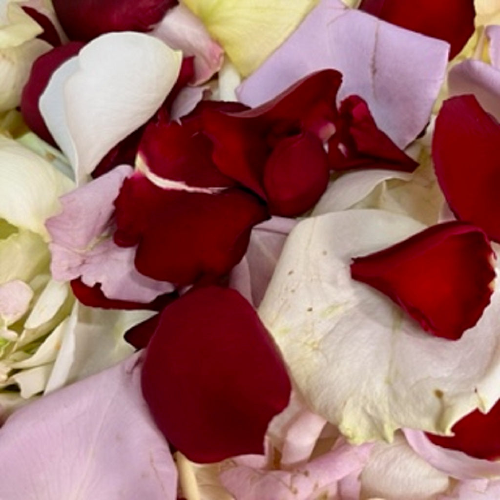 Roses – Mayflower-Studio-Florist